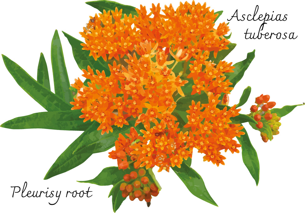 Pleurisy root | Herbs | Herbal Reality