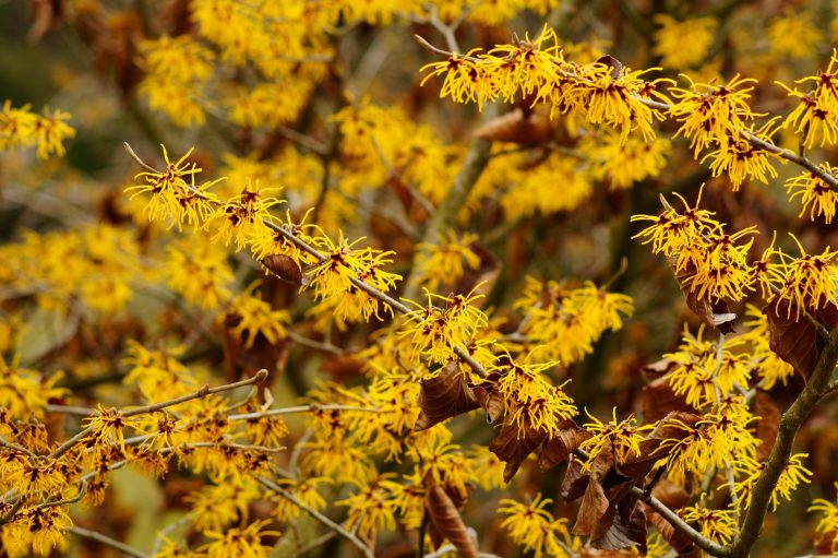 Witch Hazel (Hamamelis virginiana): Benefits, Safety, Uses | Herbal Reality