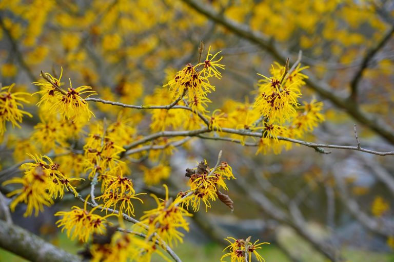 Witch Hazel (Hamamelis virginiana): Benefits, Safety, Uses | Herbal Reality