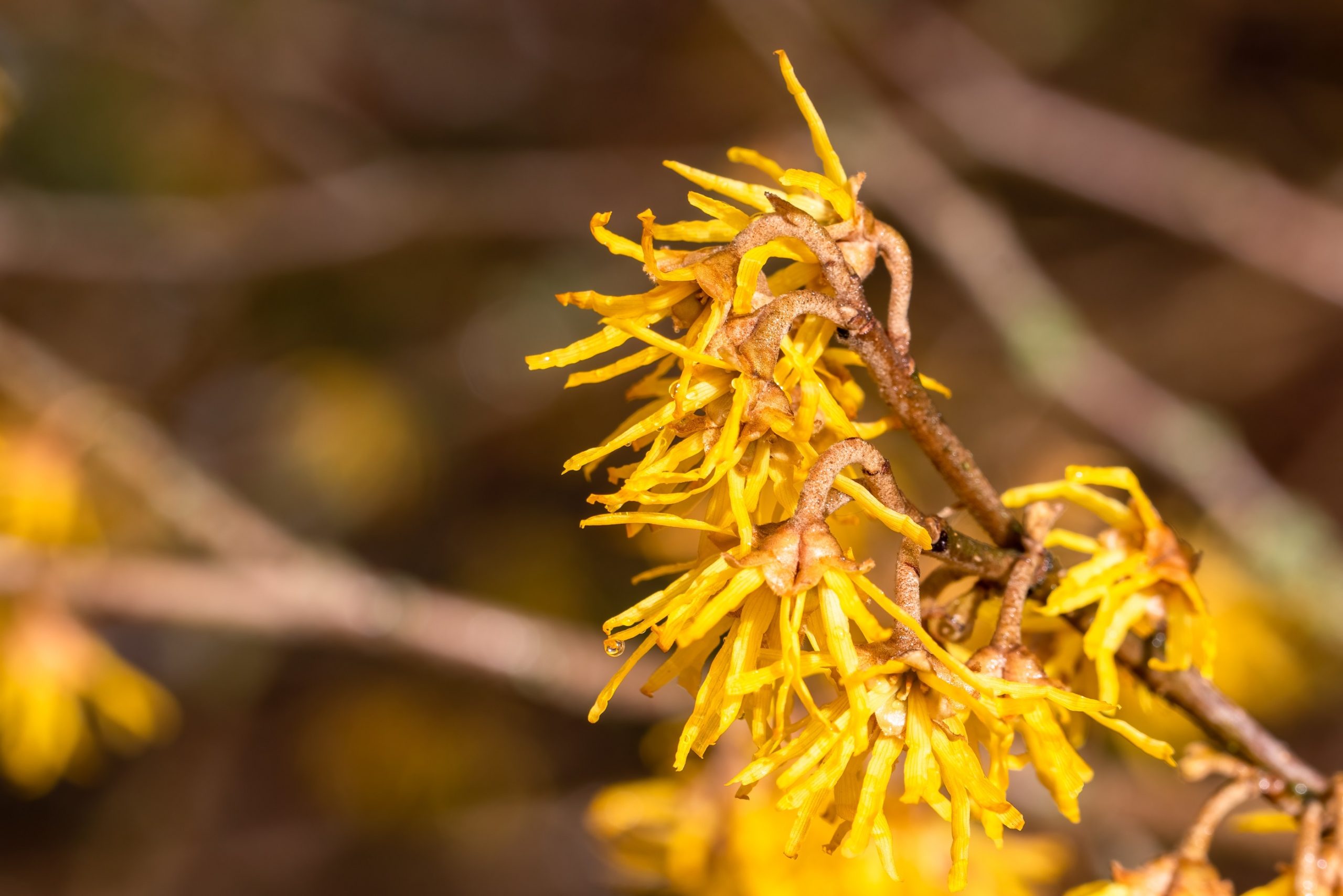 Witch Hazel (Hamamelis virginiana): Benefits, Safety, Uses | Herbal Reality