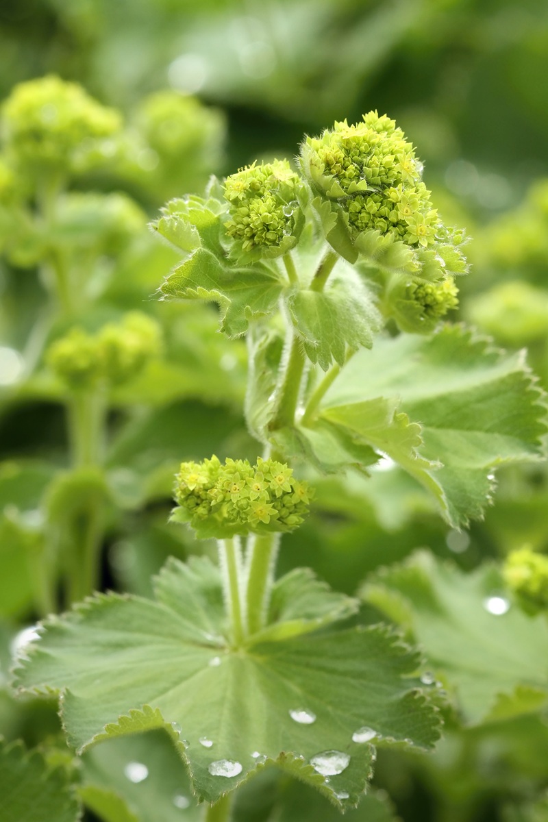 Lady's Mantle (Alchemilla vulgaris): Benefits, Safety, Uses | Herbal ...