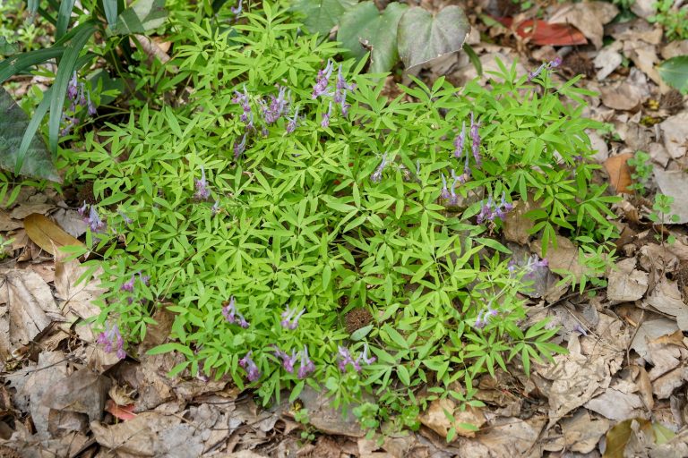 Corydalis | Herbs | Herbal Reality