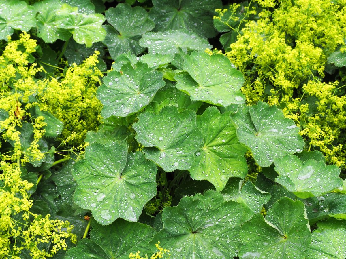 Lady’s mantle | Herbs | Herbal Reality