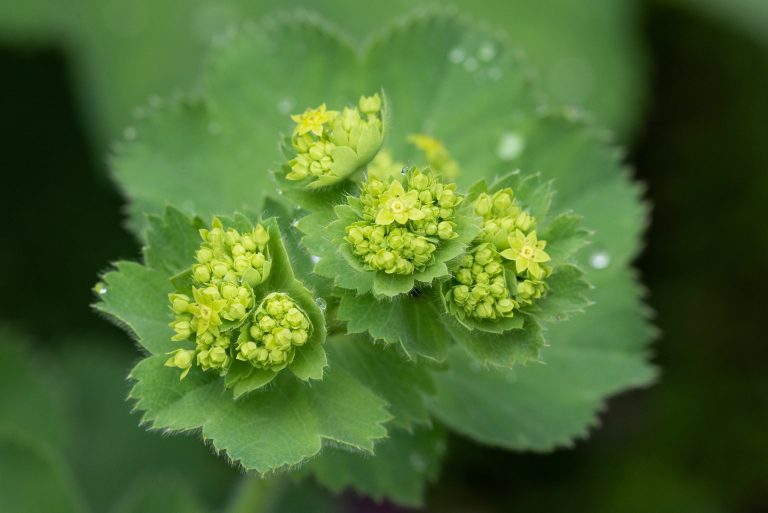 Lady's Mantle (Alchemilla vulgaris): Benefits, Safety, Uses | Herbal ...