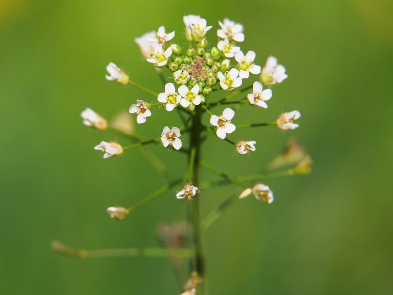 Shepherd's purse (Capsella bursa-pastoris): Benefits, Uses, Safety ...
