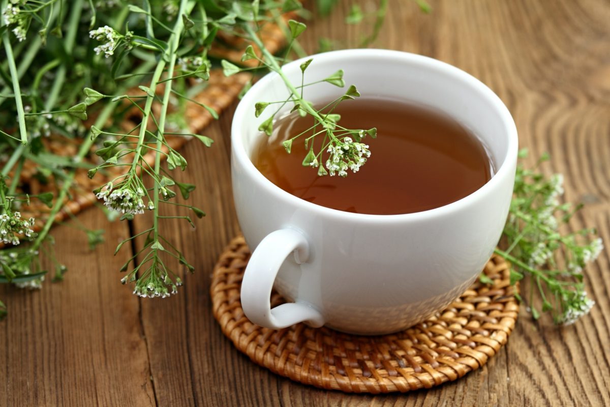 Shepherd’s purse | Herbs | Herbal Reality
