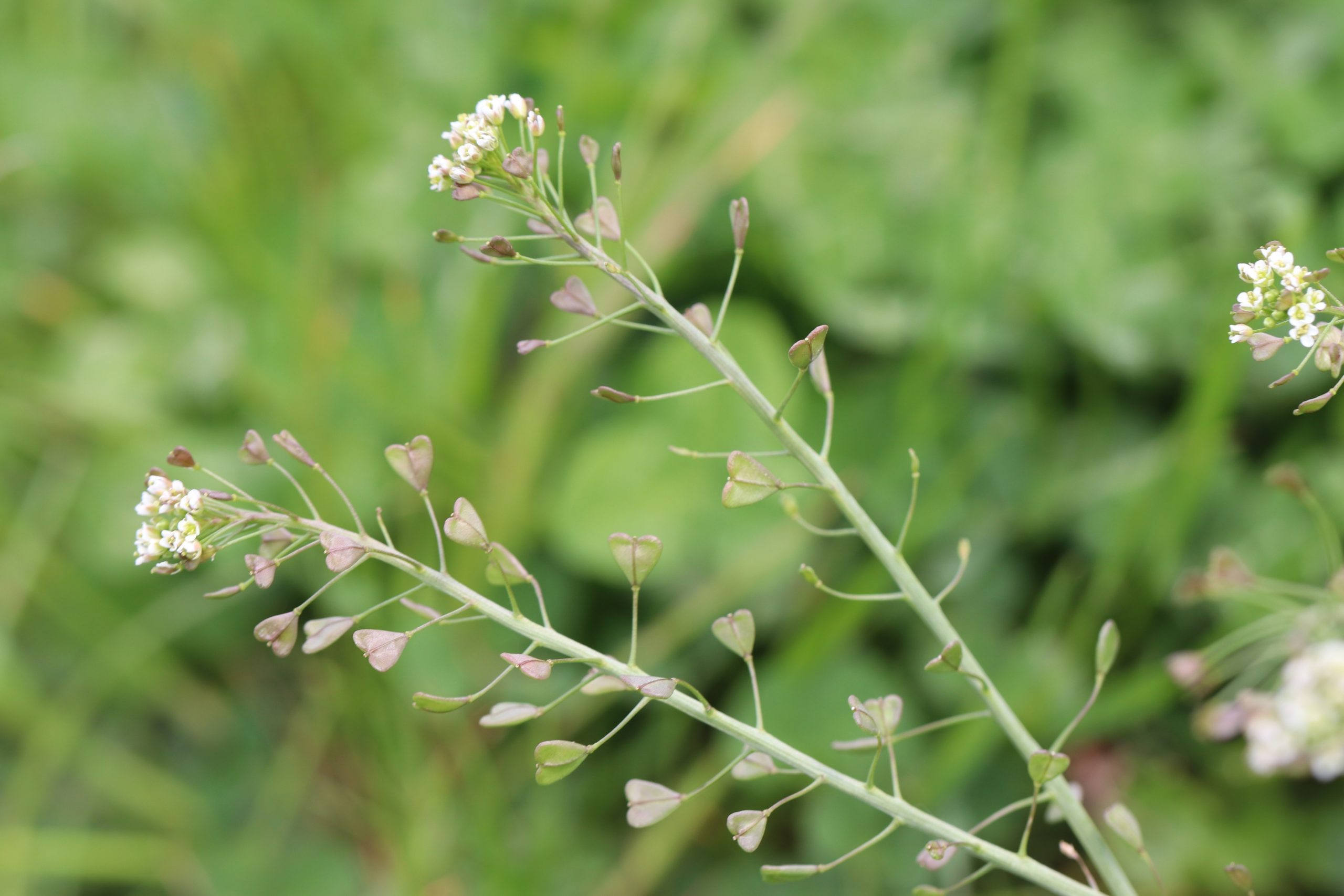 Shepherd's purse (Capsella bursa-pastoris): Benefits, Uses, Safety ...