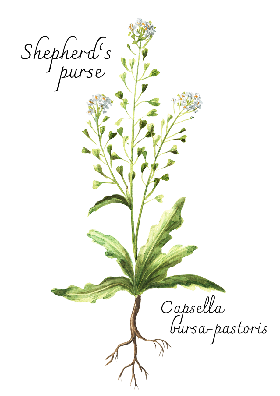 Shepherd’s purse | Herbs | Herbal Reality