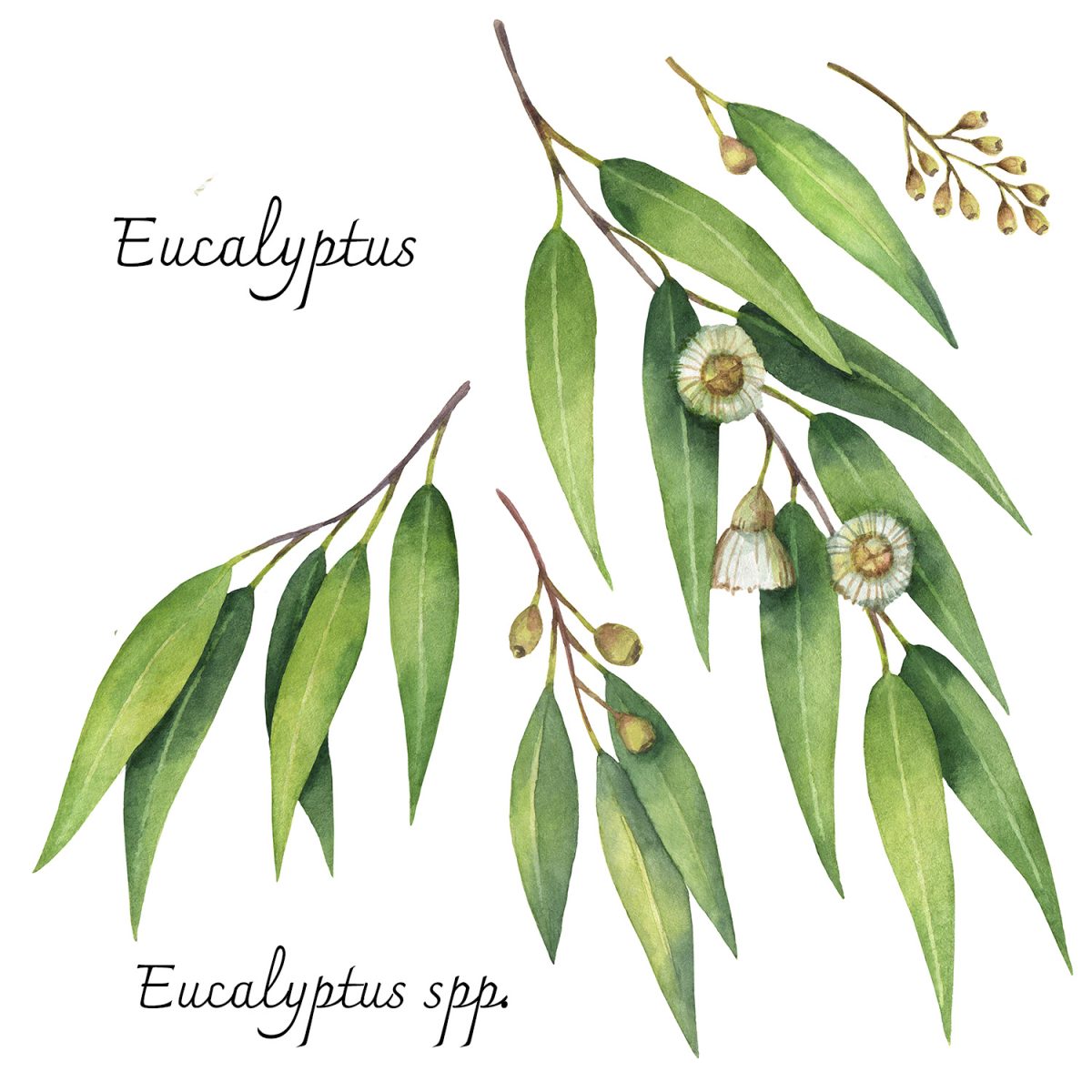 Eucalyptus | Herbs | Herbal Reality