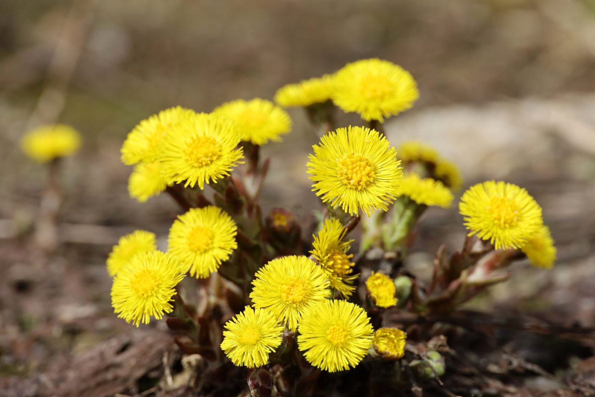 Coltsfoot | Herbs | Herbal Reality