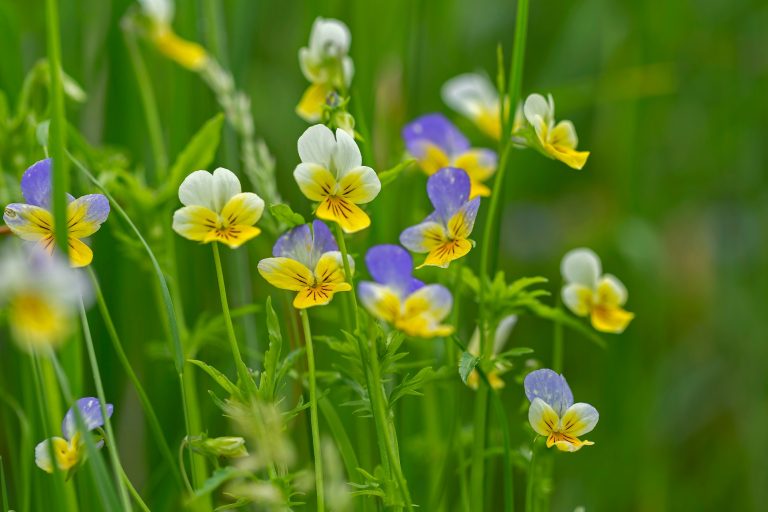 Violets | Herbs | Herbal Reality