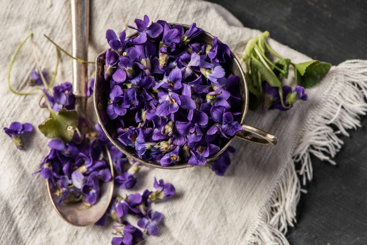 Violets | Herbs | Herbal Reality