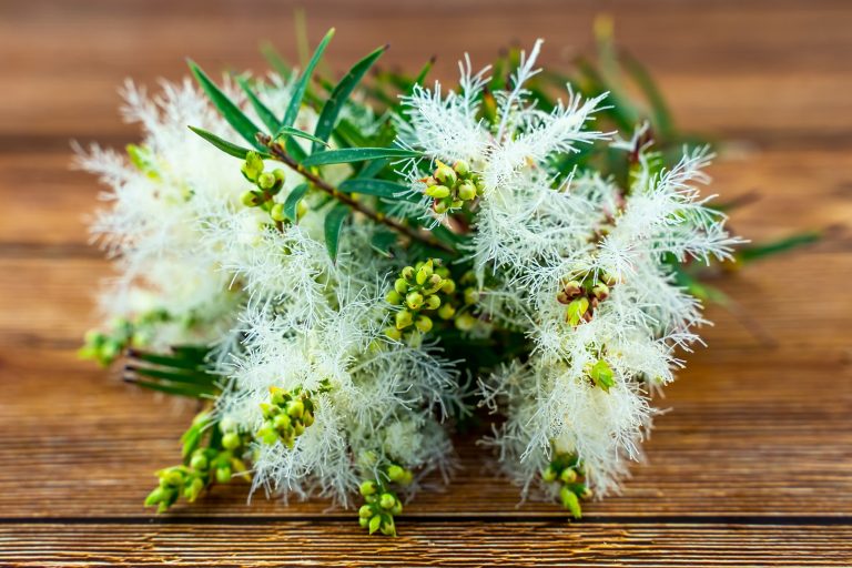 Tea Tree (Melaleuca alternifolia): Benefits, Uses, Safety | Herbal Reality
