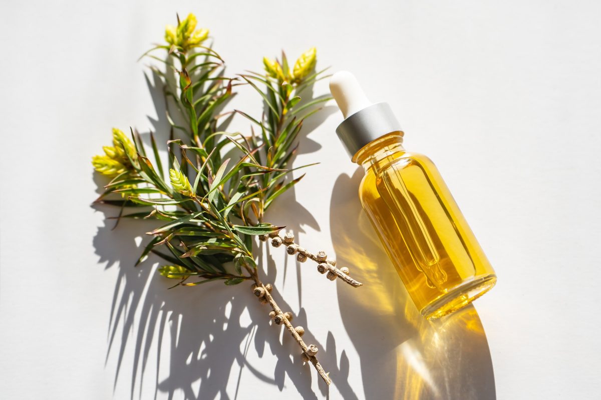 Tea tree | Herbs | Herbal Reality