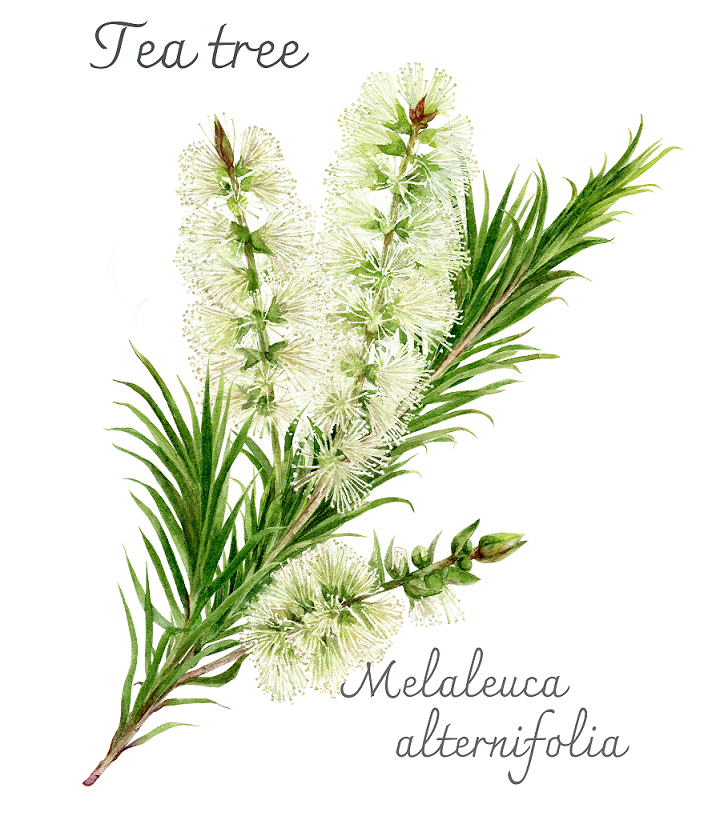 Tea tree | Herbs | Herbal Reality