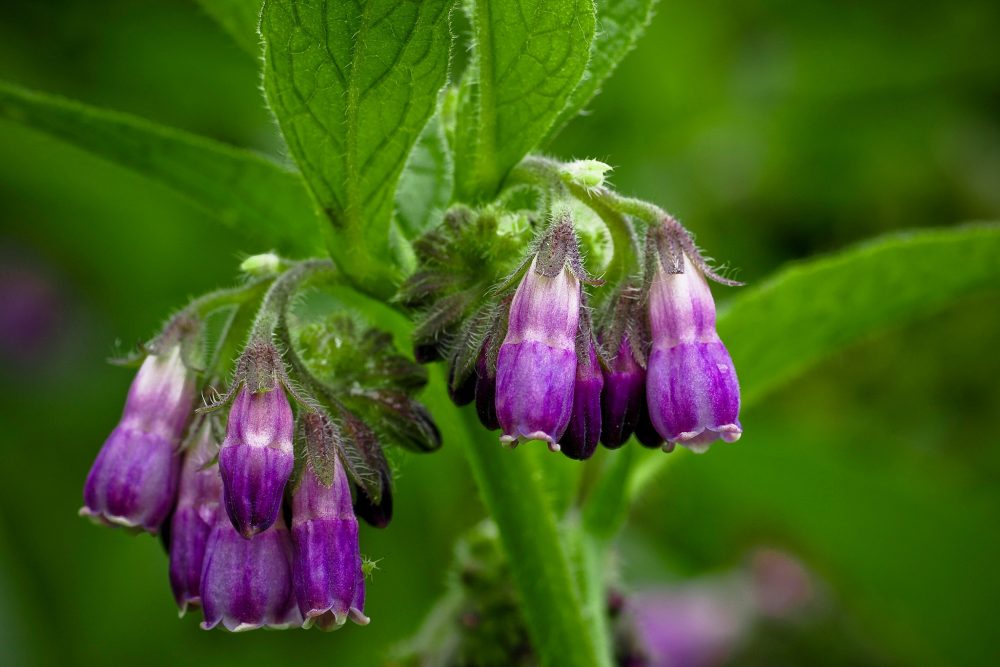 Comfrey | Herbs | Herbal Reality