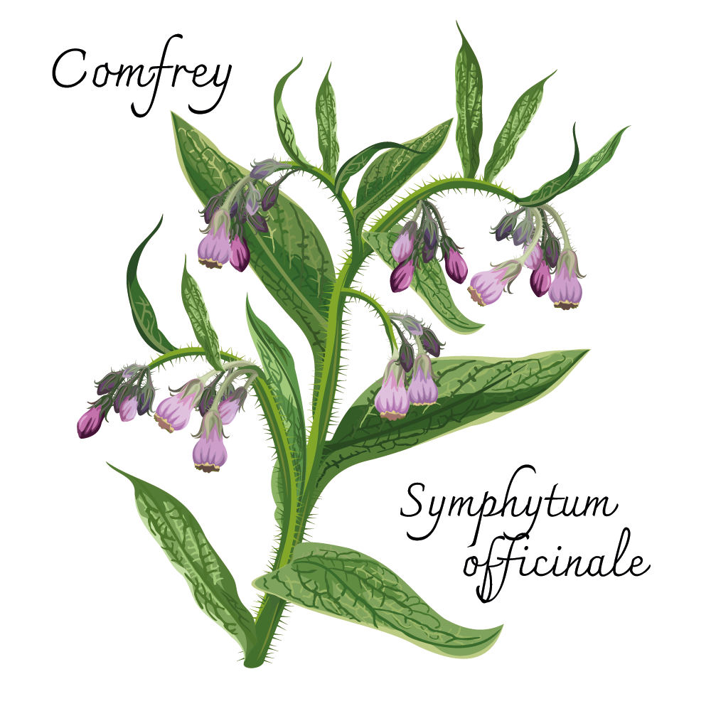 Comfrey | Herbs | Herbal Reality
