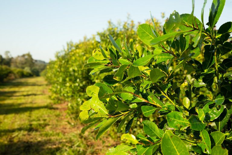 Yerba Maté (Ilex paraguariensis): Benefits, Safety, Uses | Herbal Reality