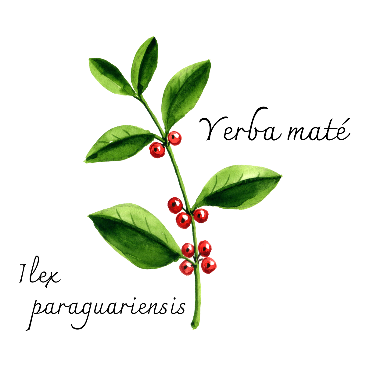 Yerba maté | Herbs | Herbal Reality