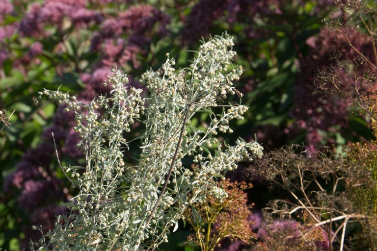 Wormwood (Artemisia absinthium): Benefits, safety, side effects ...