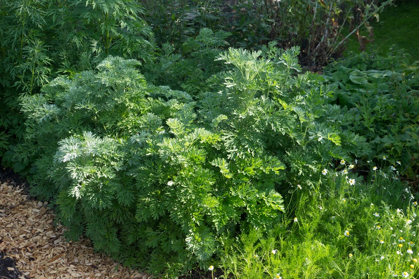 Wormwood (Artemisia absinthium): Benefits, safety, side effects ...