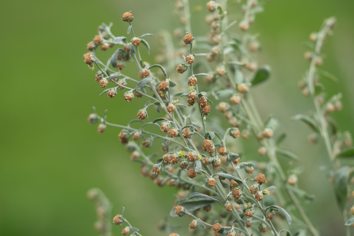 Wormwood (Artemisia absinthium): Benefits, safety, side effects ...