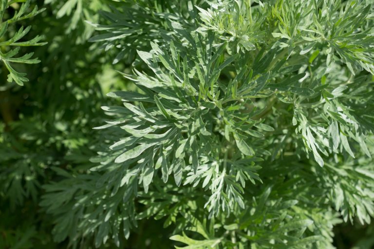 Wormwood (Artemisia absinthium): Benefits, safety, side effects ...