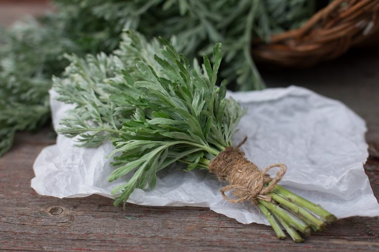 Wormwood (Artemisia absinthium): Benefits, safety, side effects ...