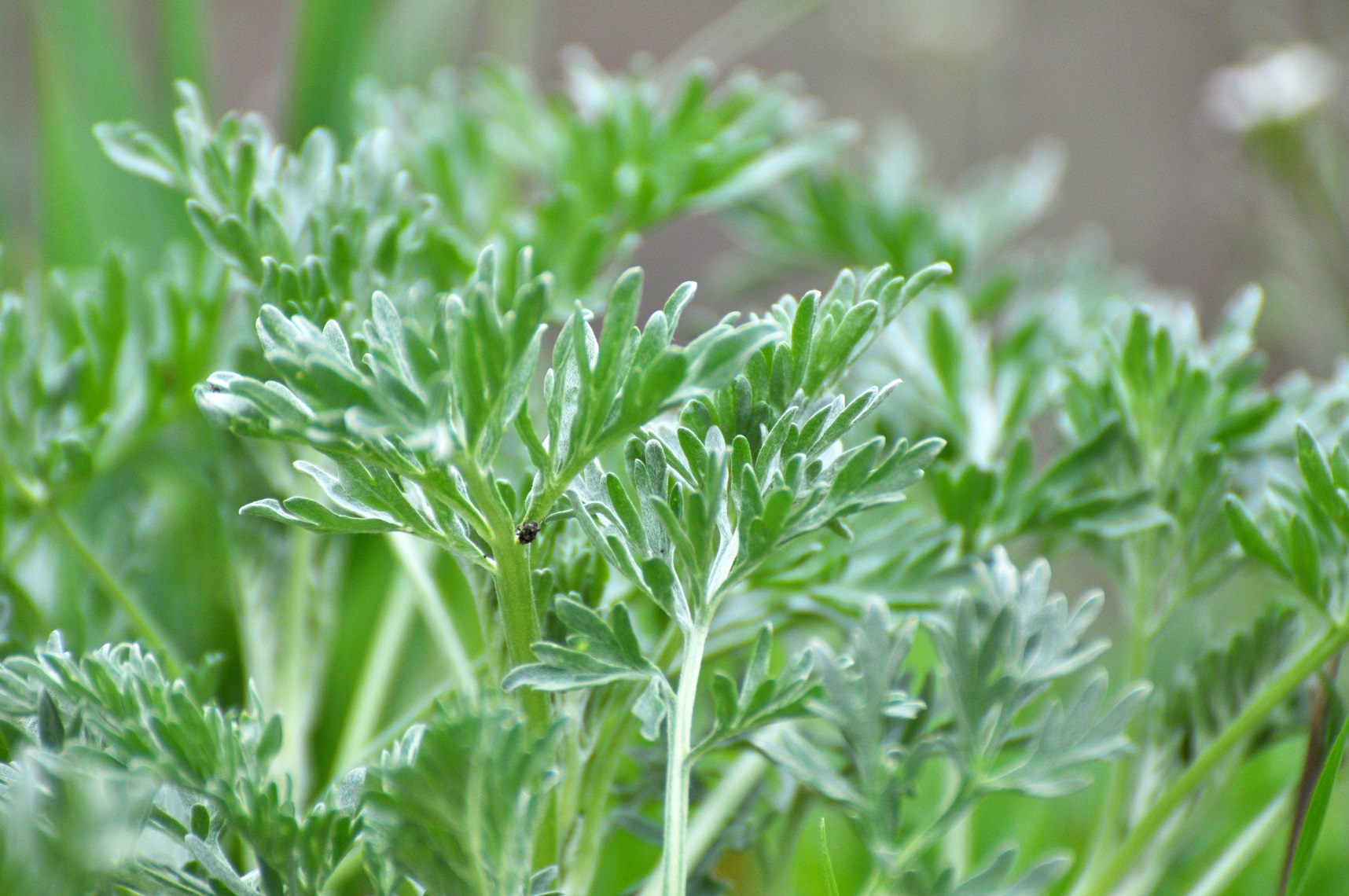 Wormwood (Artemisia absinthium): Benefits, safety, side effects ...