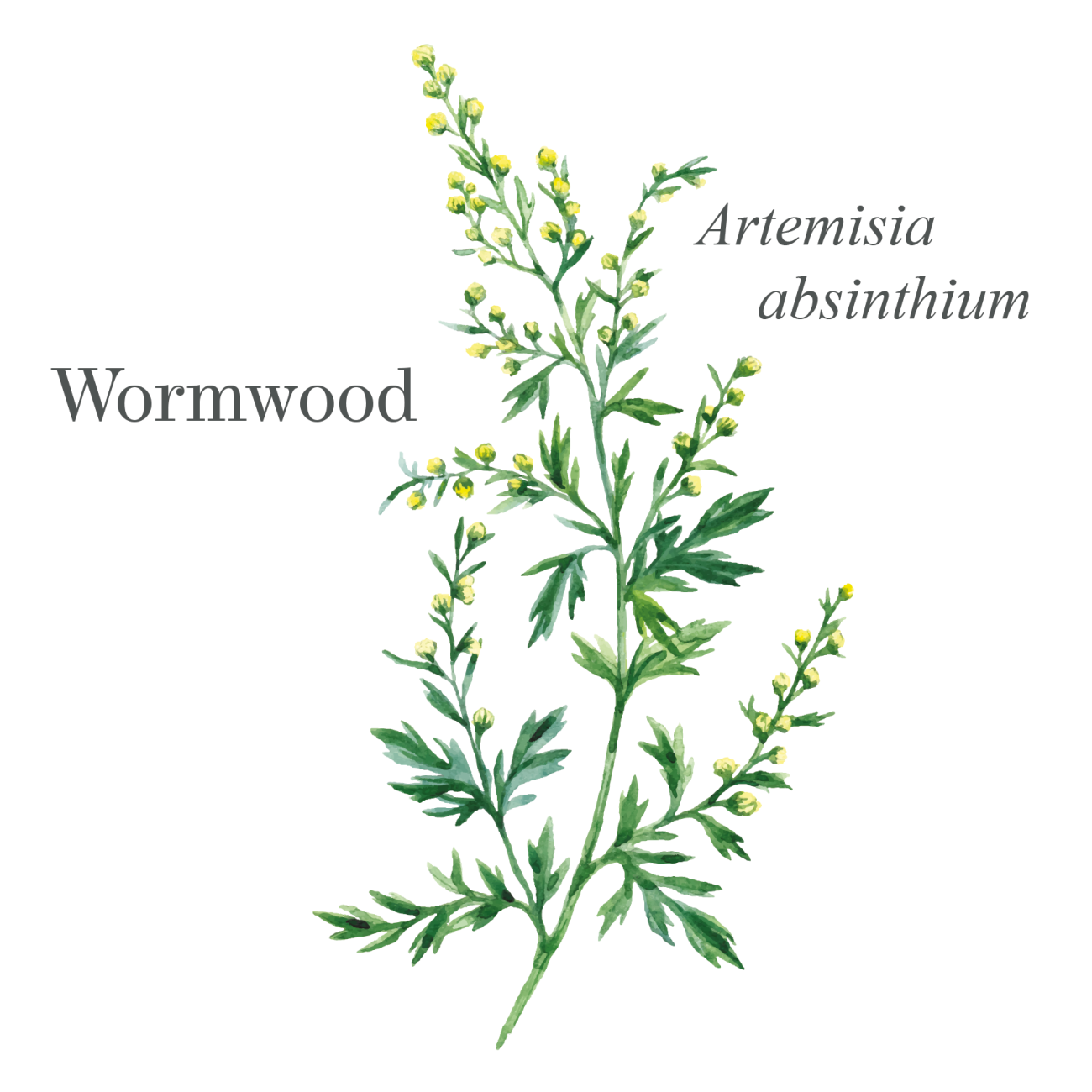 Wormwood | Herbs | Herbal Reality