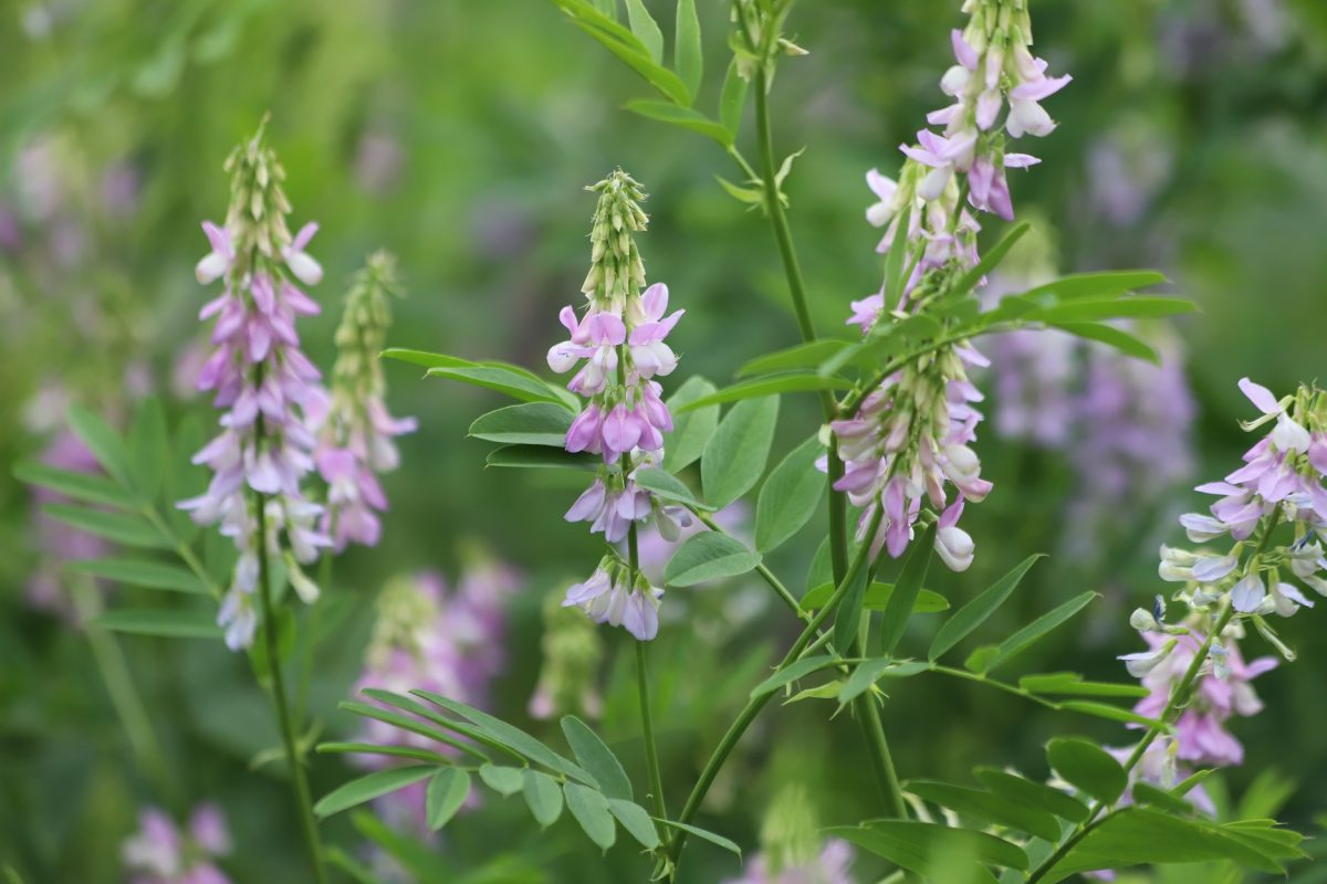 Goat’s rue | Herbs | Herbal Reality