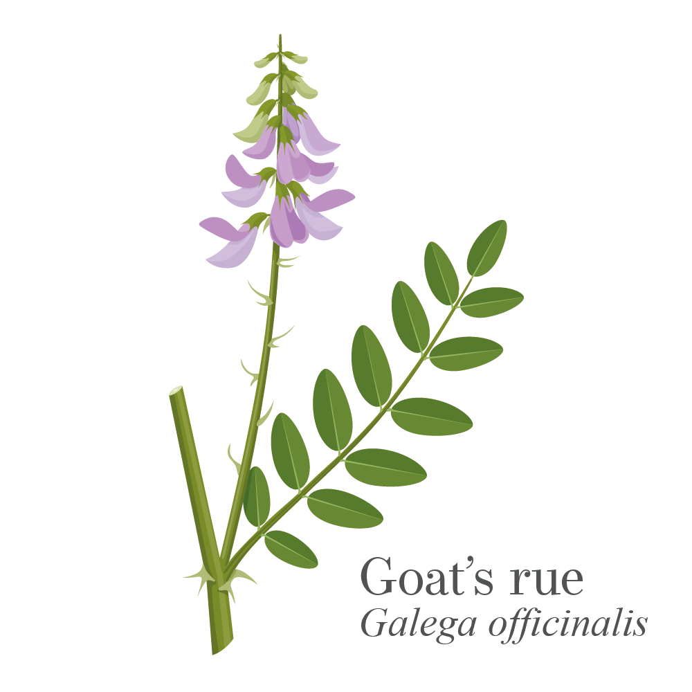 Goat’s rue: Benefits, Side Effects & Research | Herbal Reality