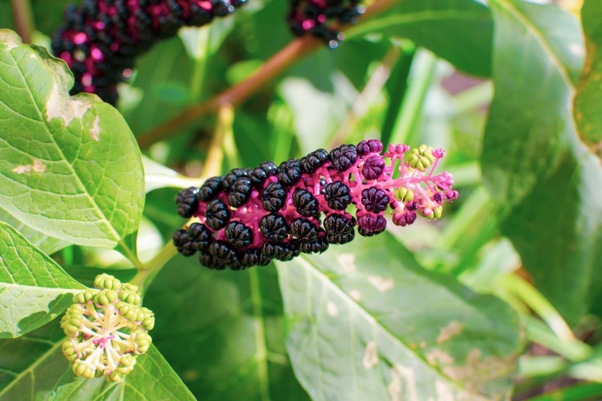 Poke root | Herbs | Herbal Reality