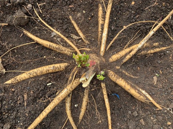 Poke root | Herbs | Herbal Reality