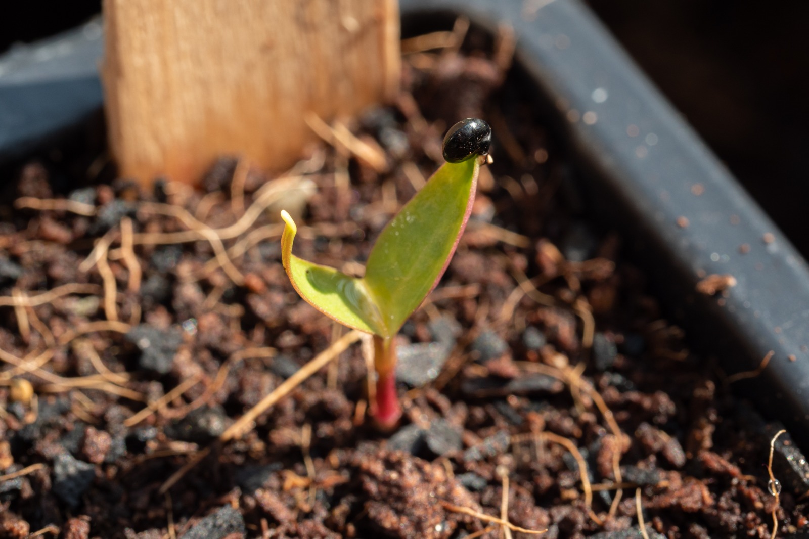 Poke root (Phytolacca americana): Benefits, Medicinal Uses & Evidence ...