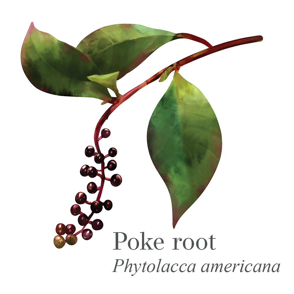 Poke root | Poke Root Benefits, Medicinal Uses & Evidence | Herbal Reality