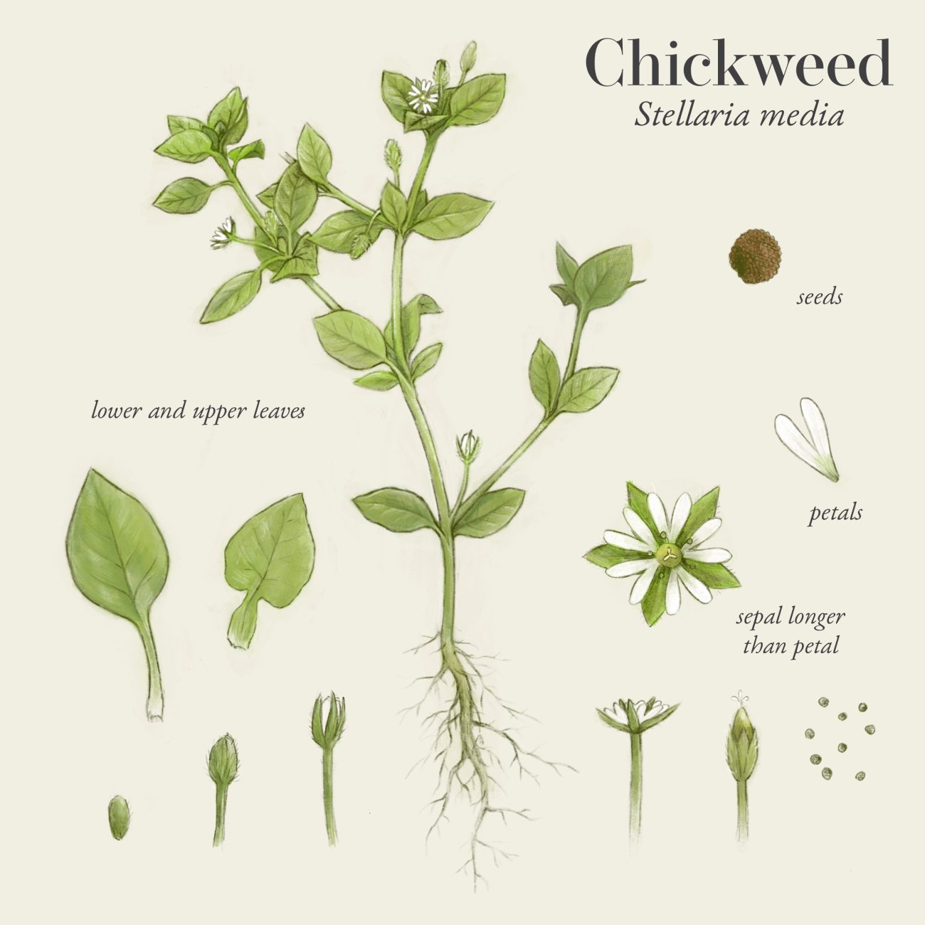 Chickweed | Herbs | Herbal Reality