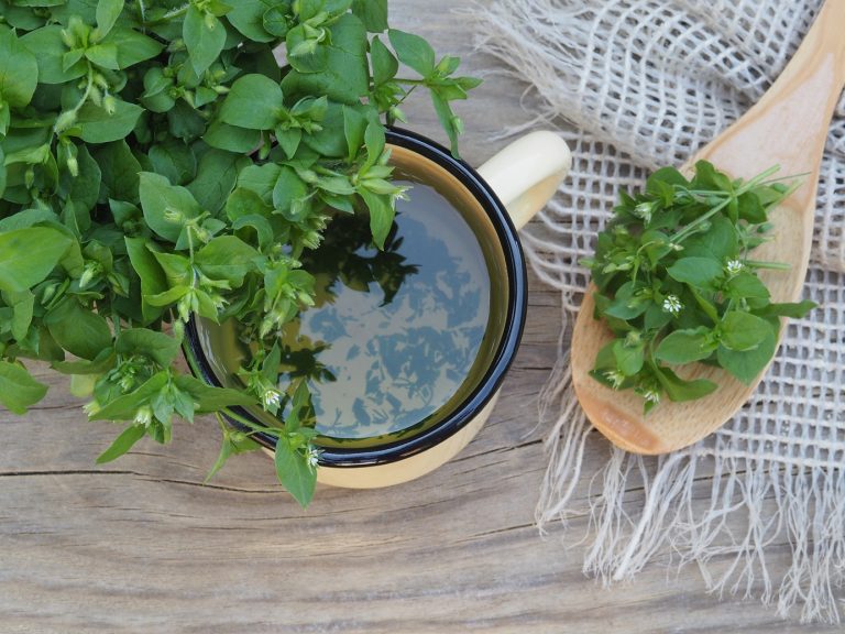 Chickweed | Herbs | Herbal Reality