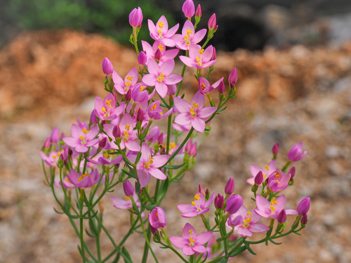 Centaury | Herbs | Herbal Reality