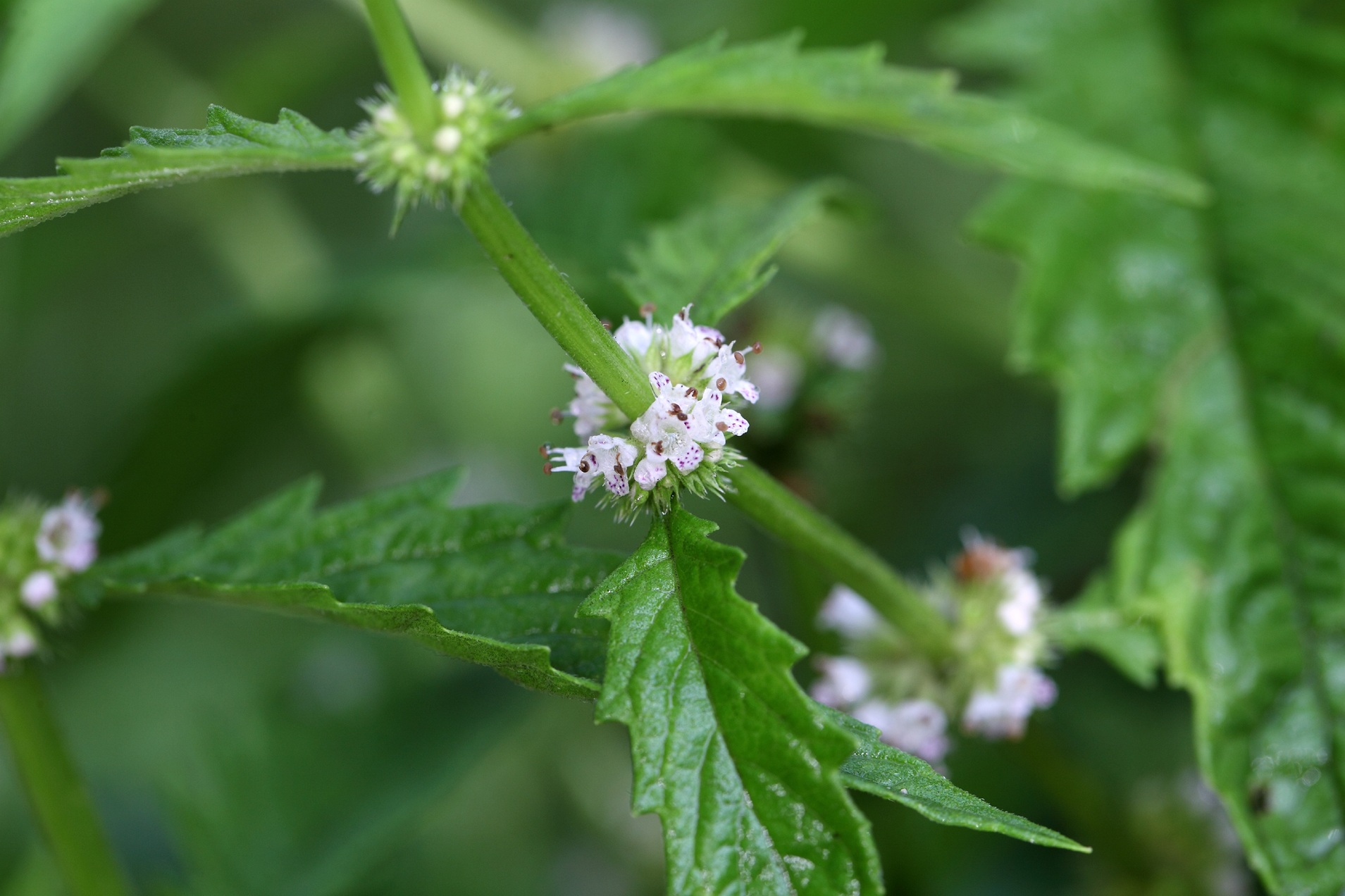Bugleweed (Lycopus europaeus): Benefits, Safety, Uses | Herbal Reality