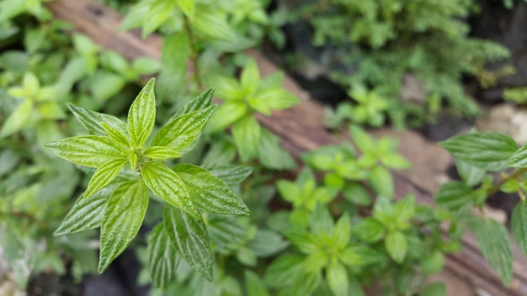 Pellitory of the wall (Parietaria officinalis): Benefits, Uses, Safety ...