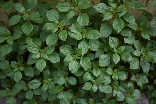 Pellitory of the wall (Parietaria officinalis): Benefits, Uses, Safety ...