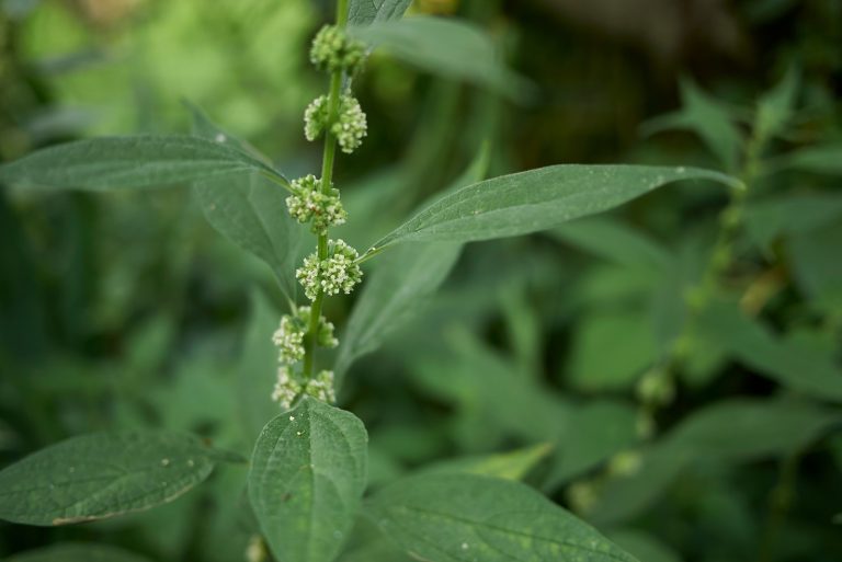 Pellitory of the wall (Parietaria officinalis): Benefits, Uses, Safety ...