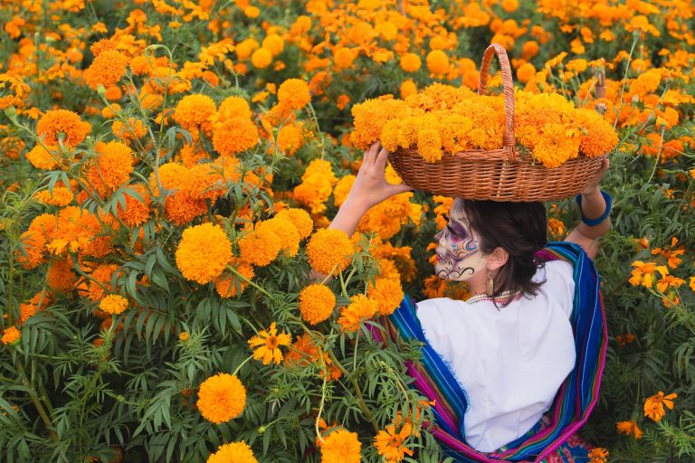 Is cempasúchil a medicinal plant? The historical, cultural, and ...