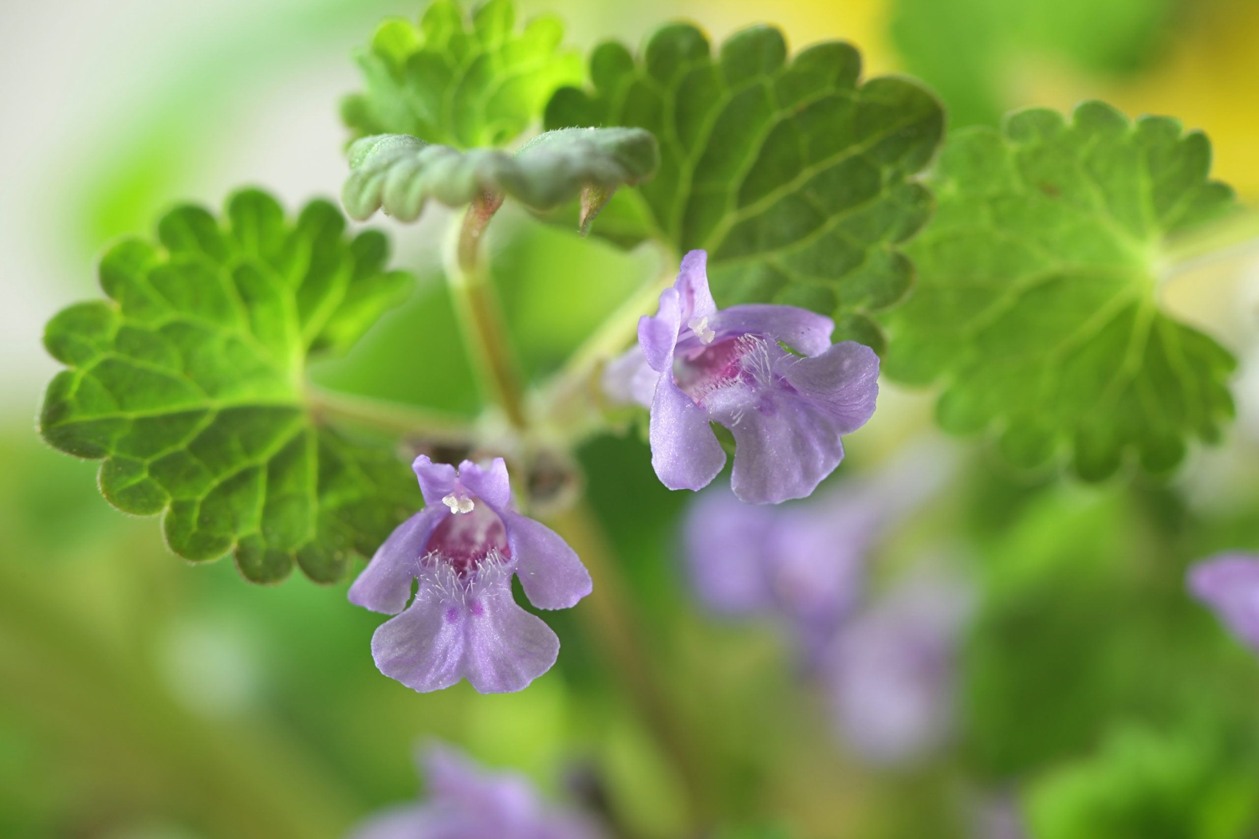 Ground Ivy (Glechoma hederacea): Benefits, Safety, Uses | Herbal Reality