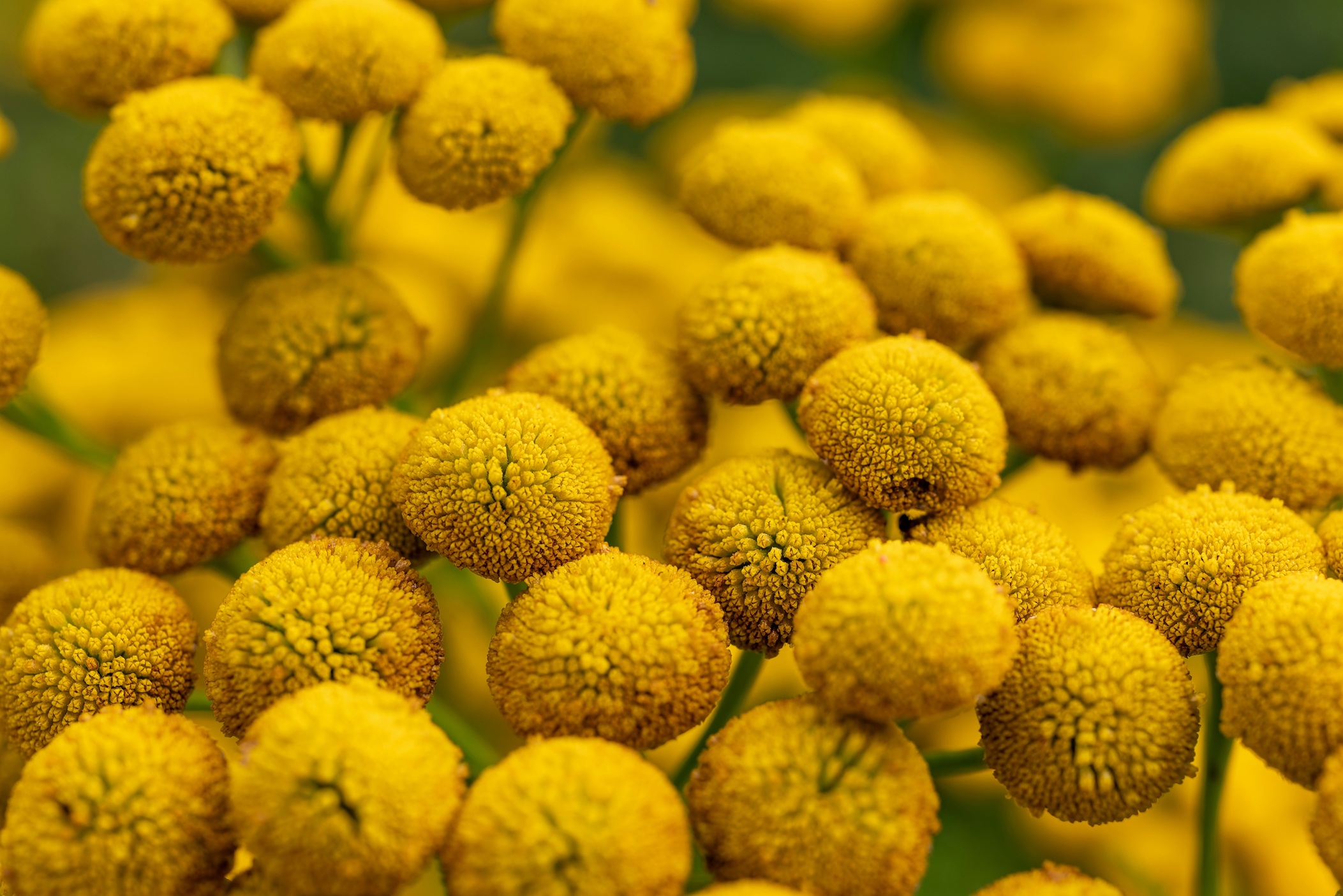 Tansy (Tanacetum vulgare): Benefits, Safety, Uses | Herbal Reality