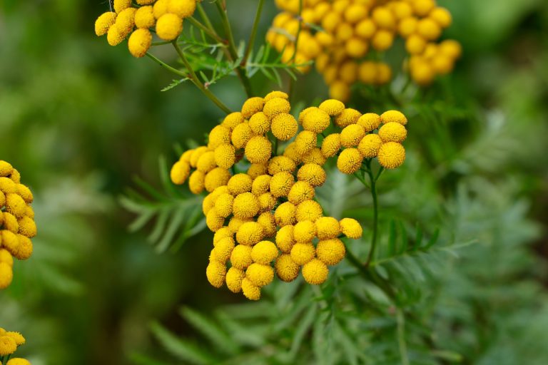 Tansy (Tanacetum vulgare): Benefits, Safety, Uses | Herbal Reality