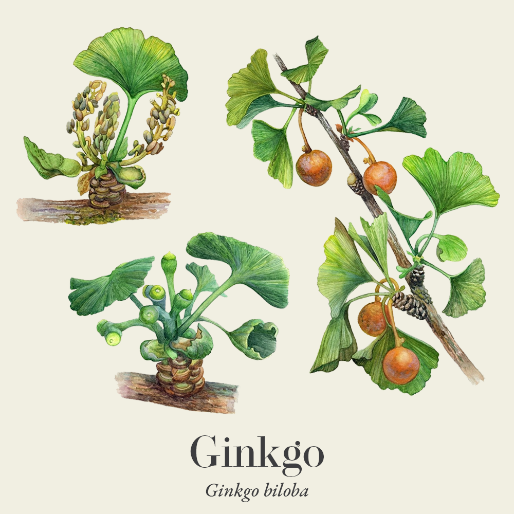 Ginkgo (Ginkgo biloba): Benefits, Safety, Uses | Herbal Reality