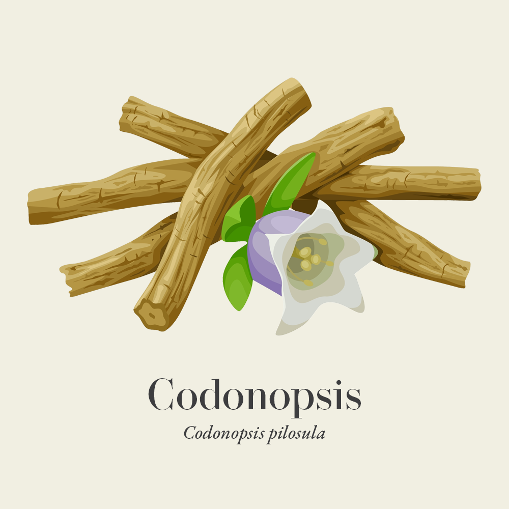Codonopsis | Herbs | Herbal Reality
