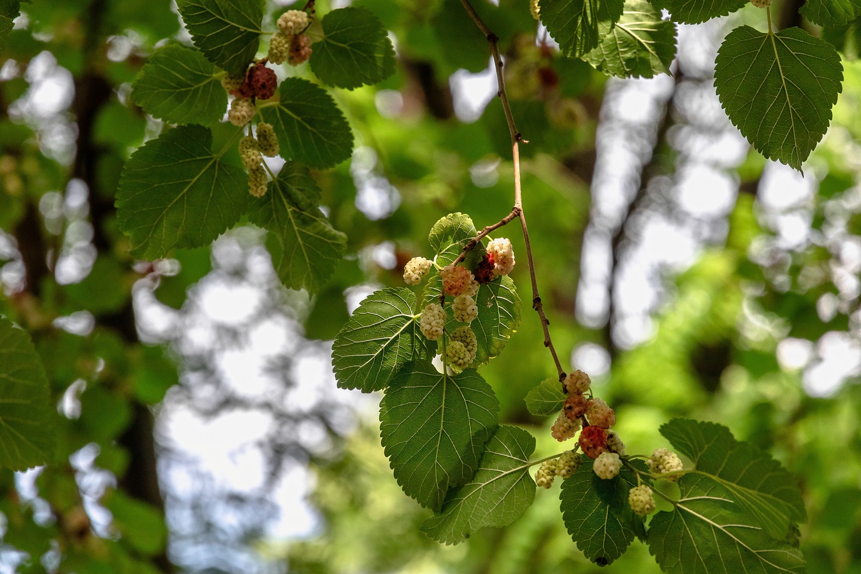 Mulberry (Morus alba): Benefits, Uses, Side Effects, Research | Herbal ...